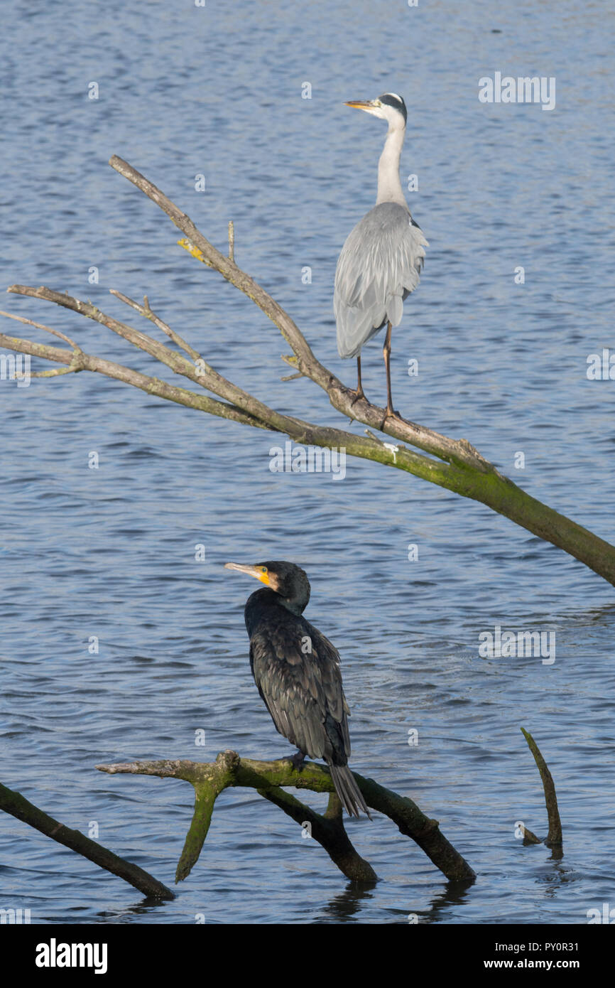 Grey heron (Ardea cinerea) and cormorant (Phalacrocorax carbo) perched ...