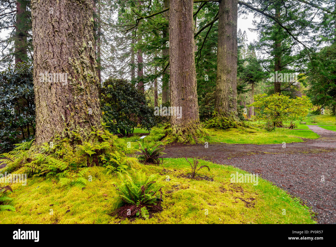 Benmore botanic garden redwood hi-res stock photography and images - Alamy