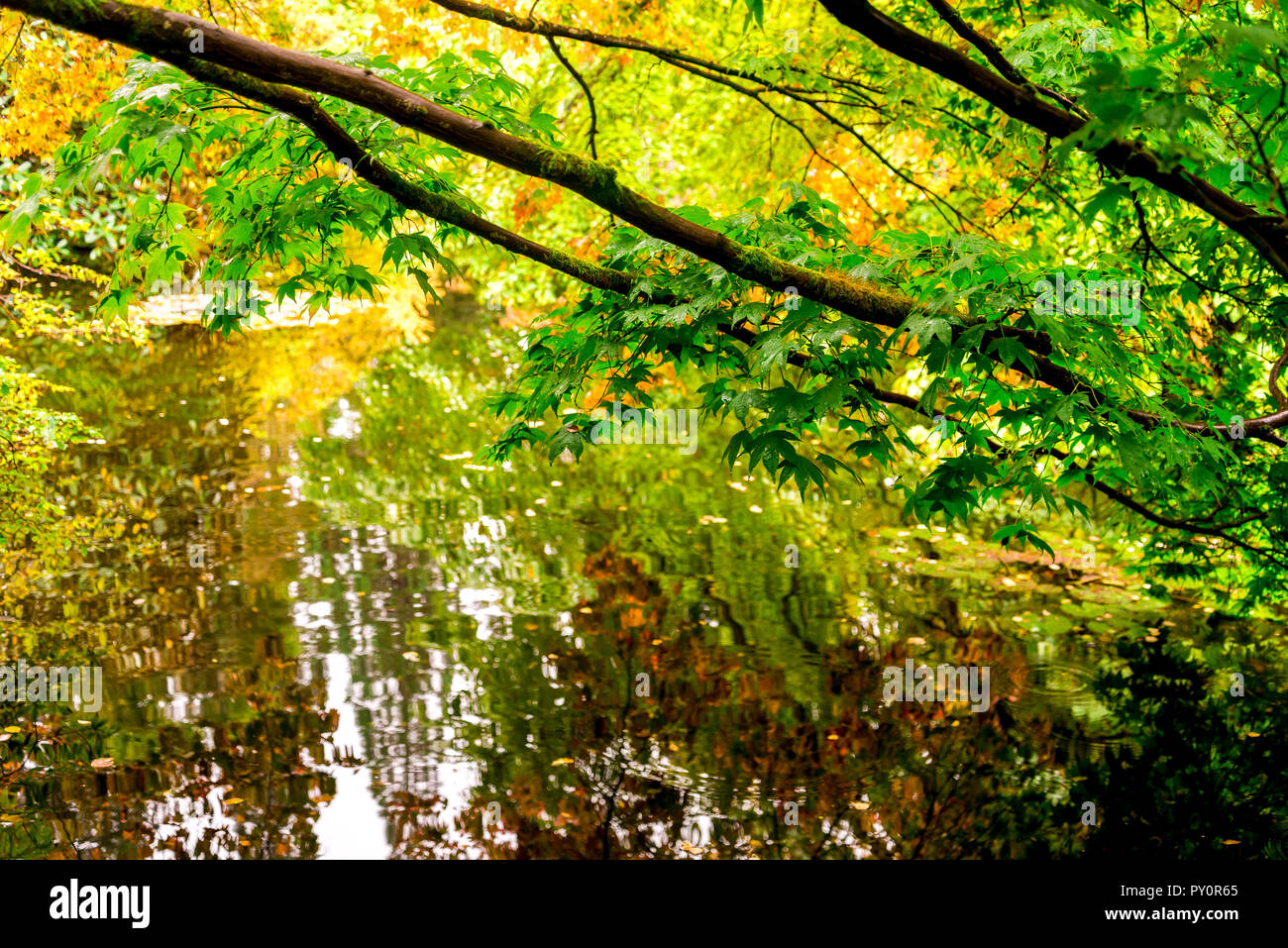 Colours of autumn in Benmore Botanic Garden, Loch Lomond and the ...
