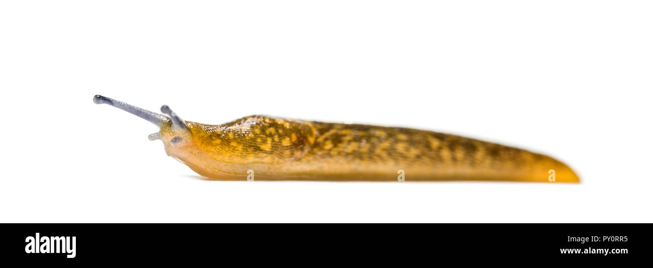 Cellar slug, the yellow slug, or the tawny garden slug, Limax flavus ...