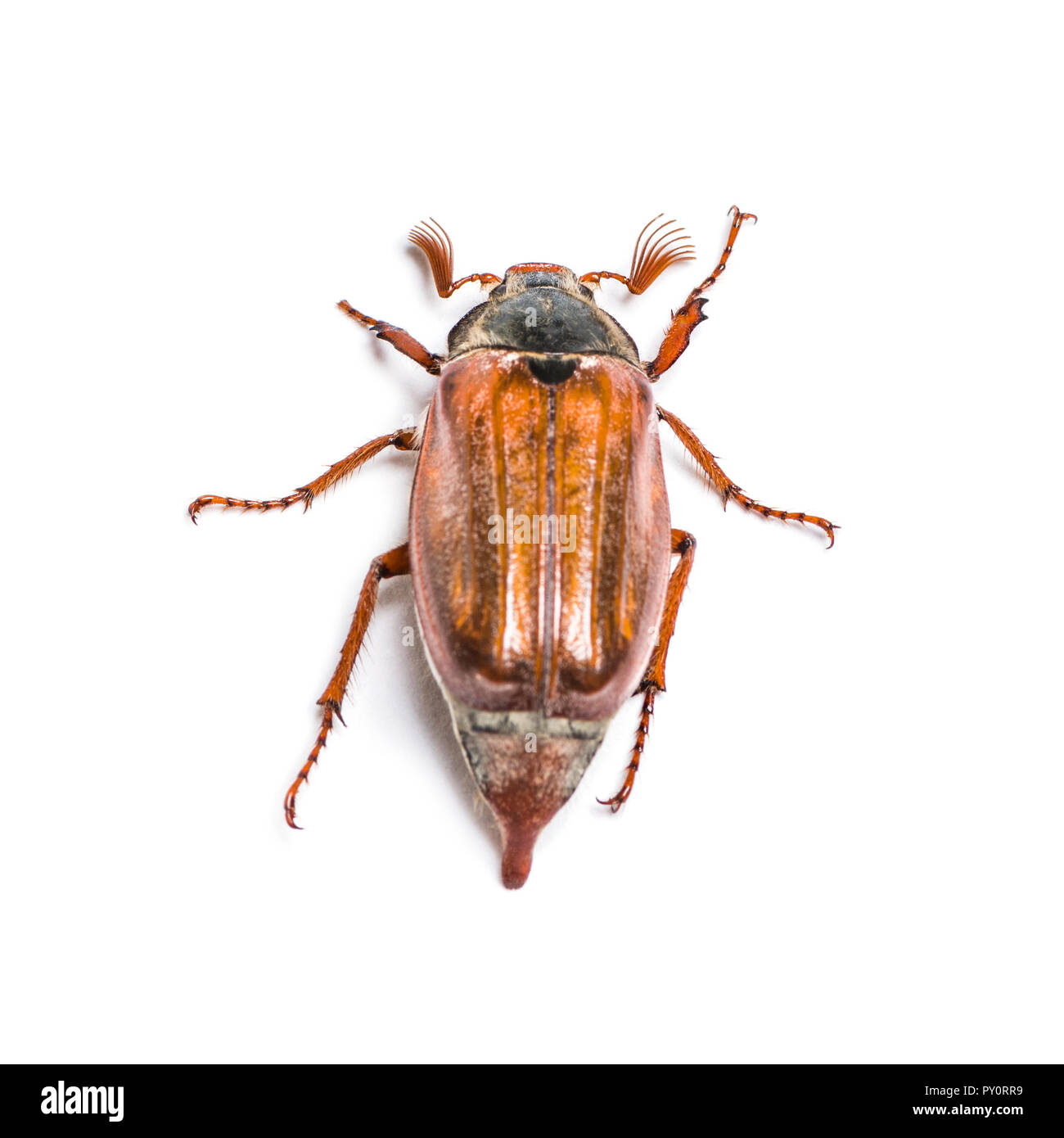 Summer chafer or European june beetle, Amphimallon solstitiale, in ...