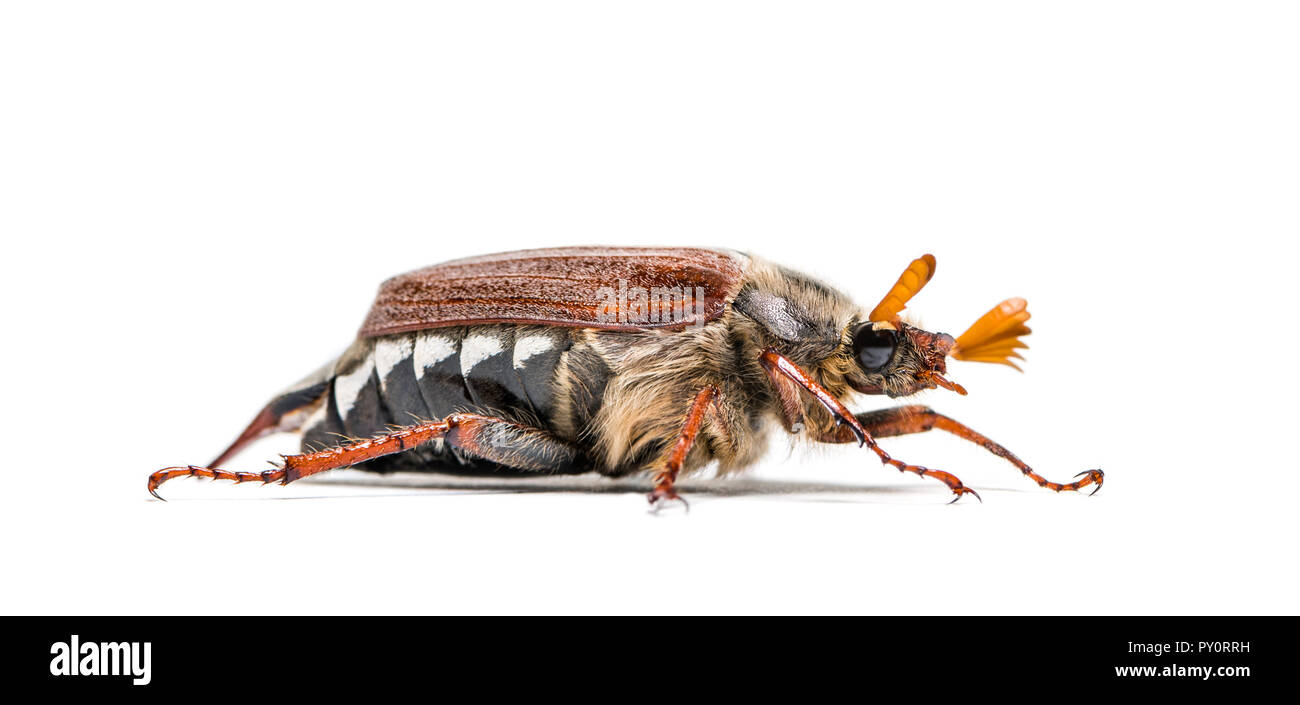 Summer chafer or European june beetle, Amphimallon solstitiale, in ...
