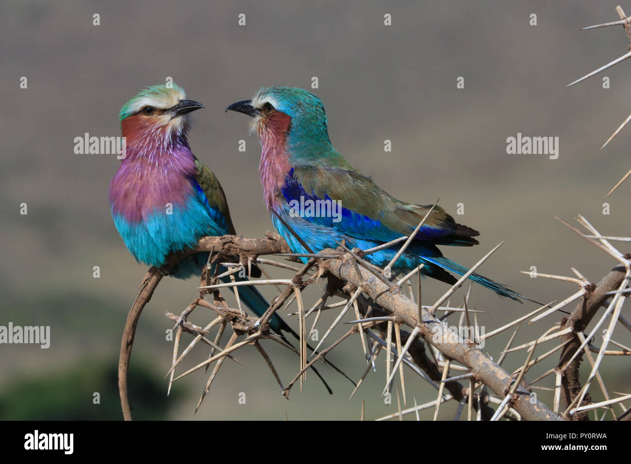 Two lilac-breasted roller birds sitting on a thorn covered acacia tree ...