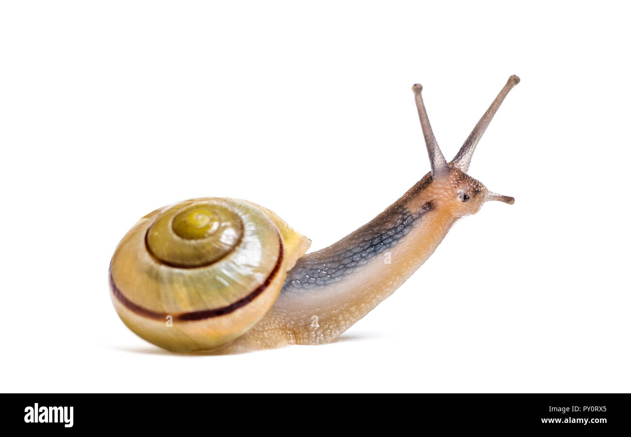 grove snail or brown-lipped snail, Cepaea nemoralis, in front of white ...