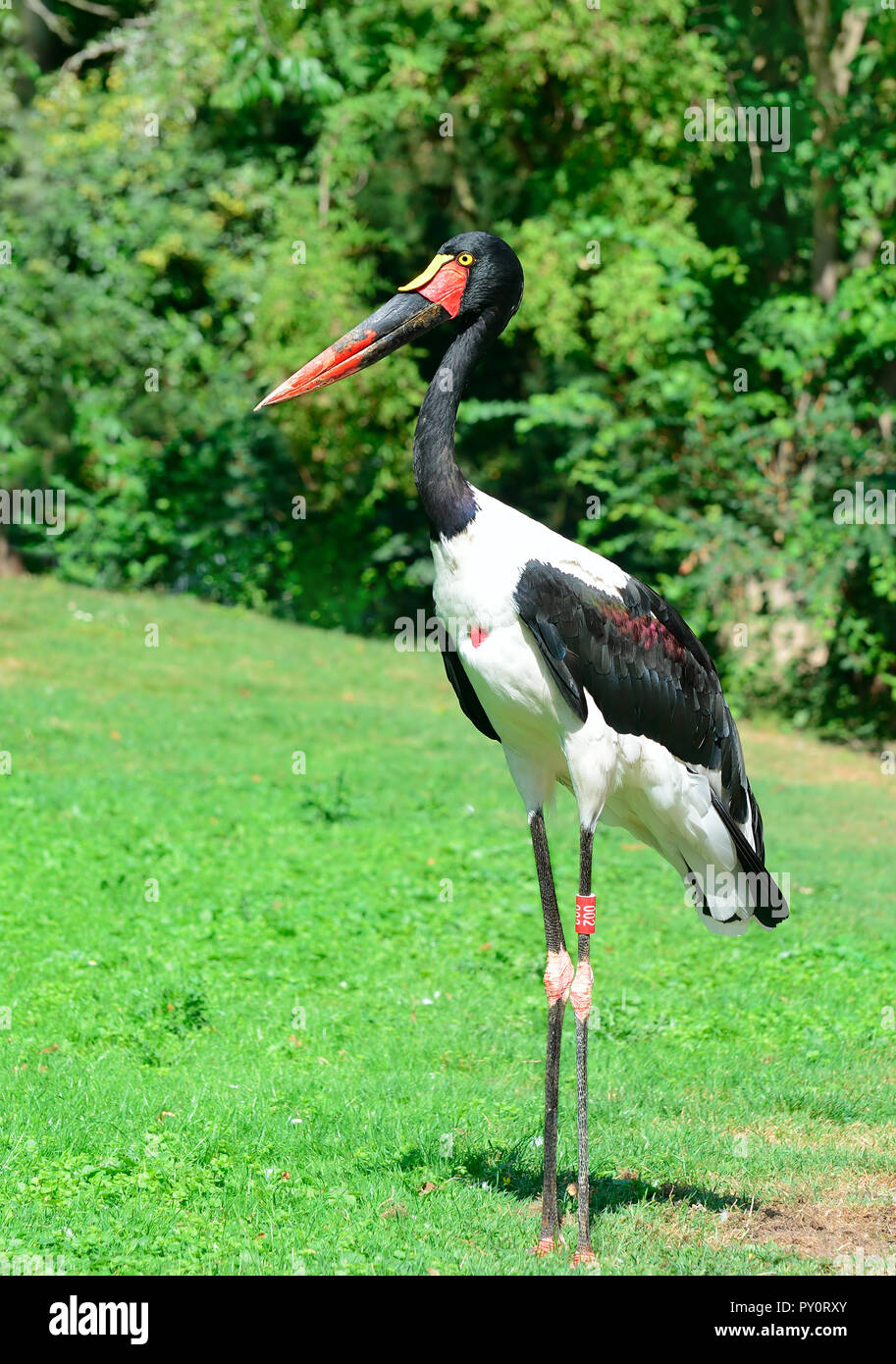 Marabou Stork Walking High Resolution Stock Photography and Images - Alamy
