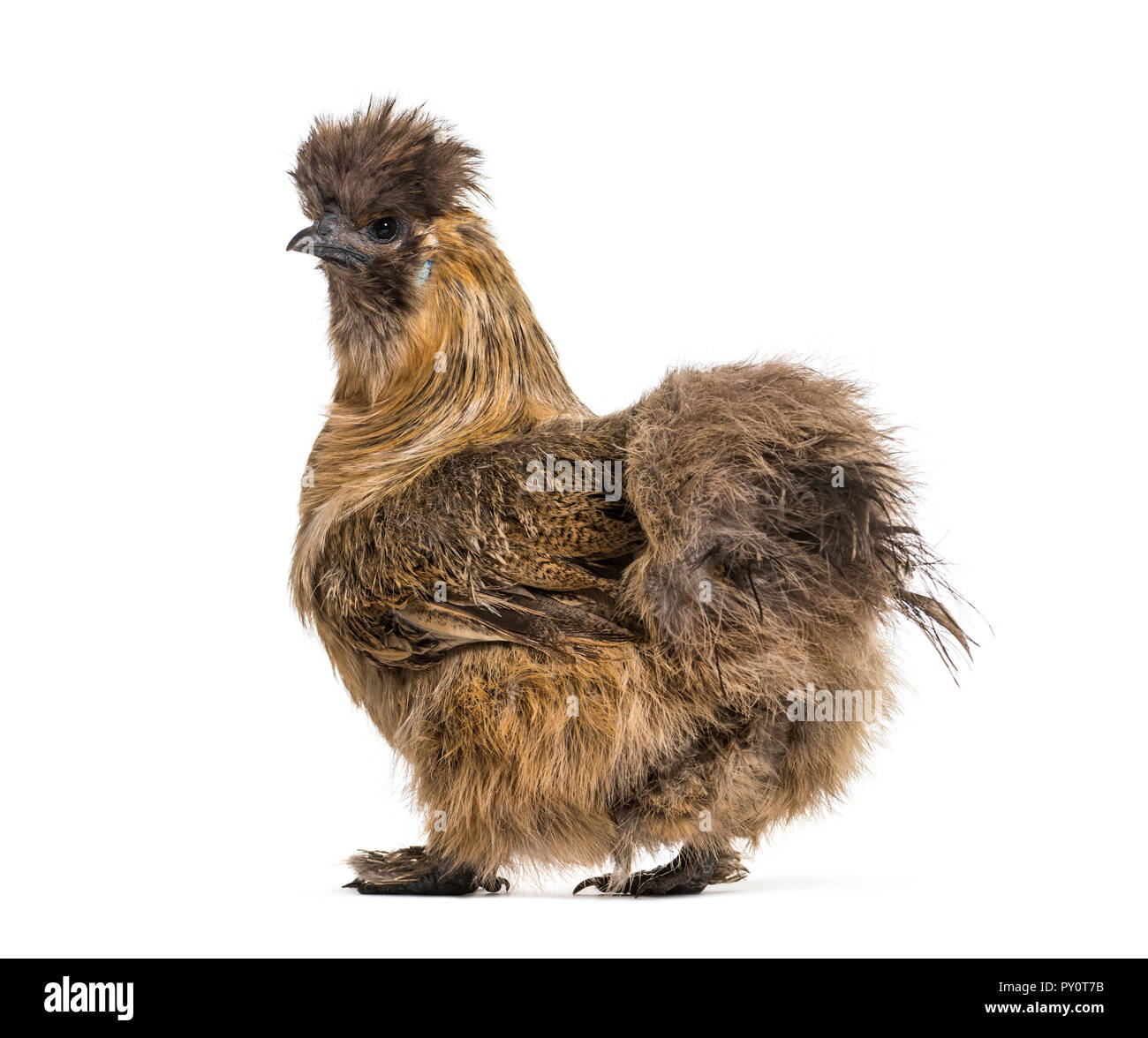 Fluffy Chicken
