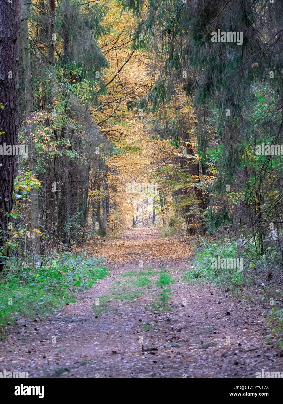 road in woods while spring to autumn transition with beautiful orange ...