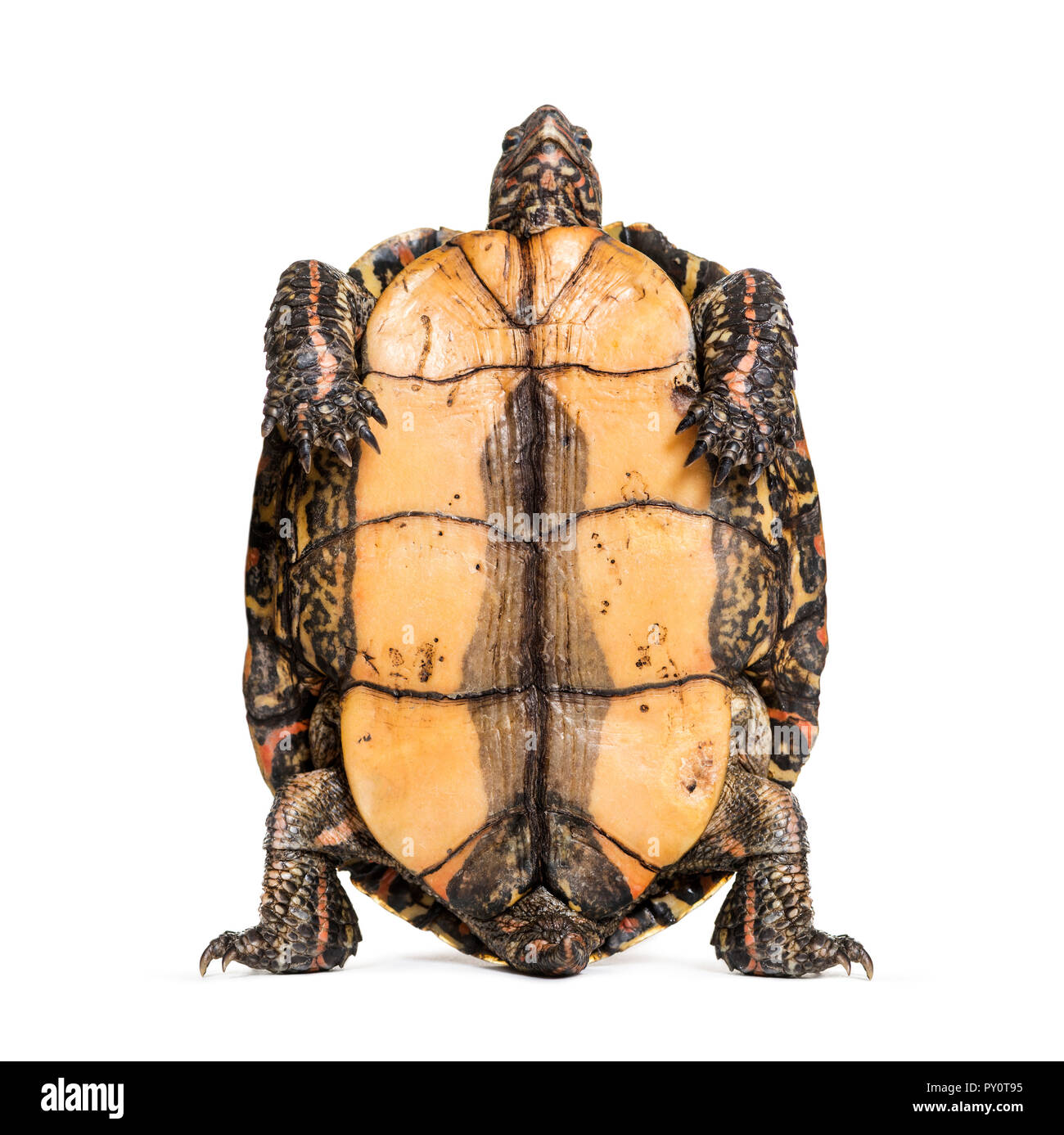 Plastron of the ornate or painted wood turtle, Rhinoclemmys pulcherrima ...