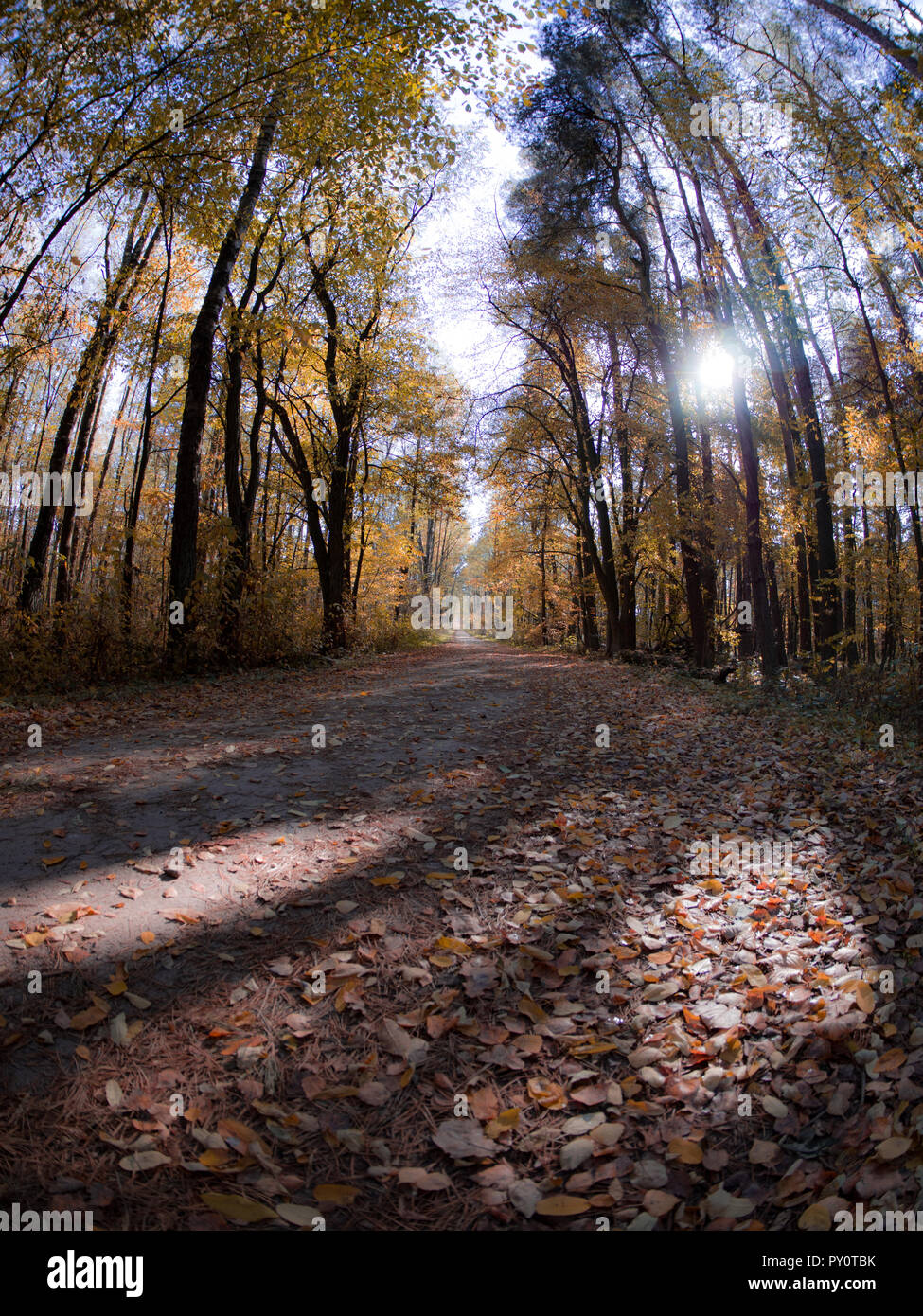 road in woods while spring to autumn transition with beautiful orange ...