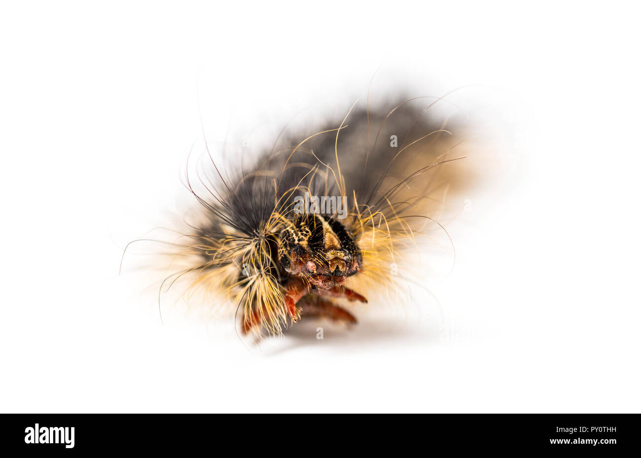 Gypsy moth larvae hi-res stock photography and images - Alamy