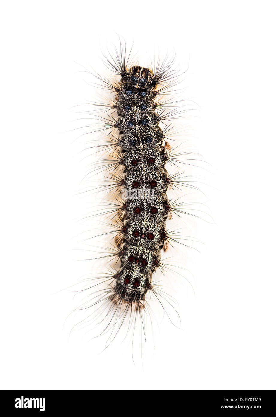 Gypsy moth larvae hi-res stock photography and images - Alamy