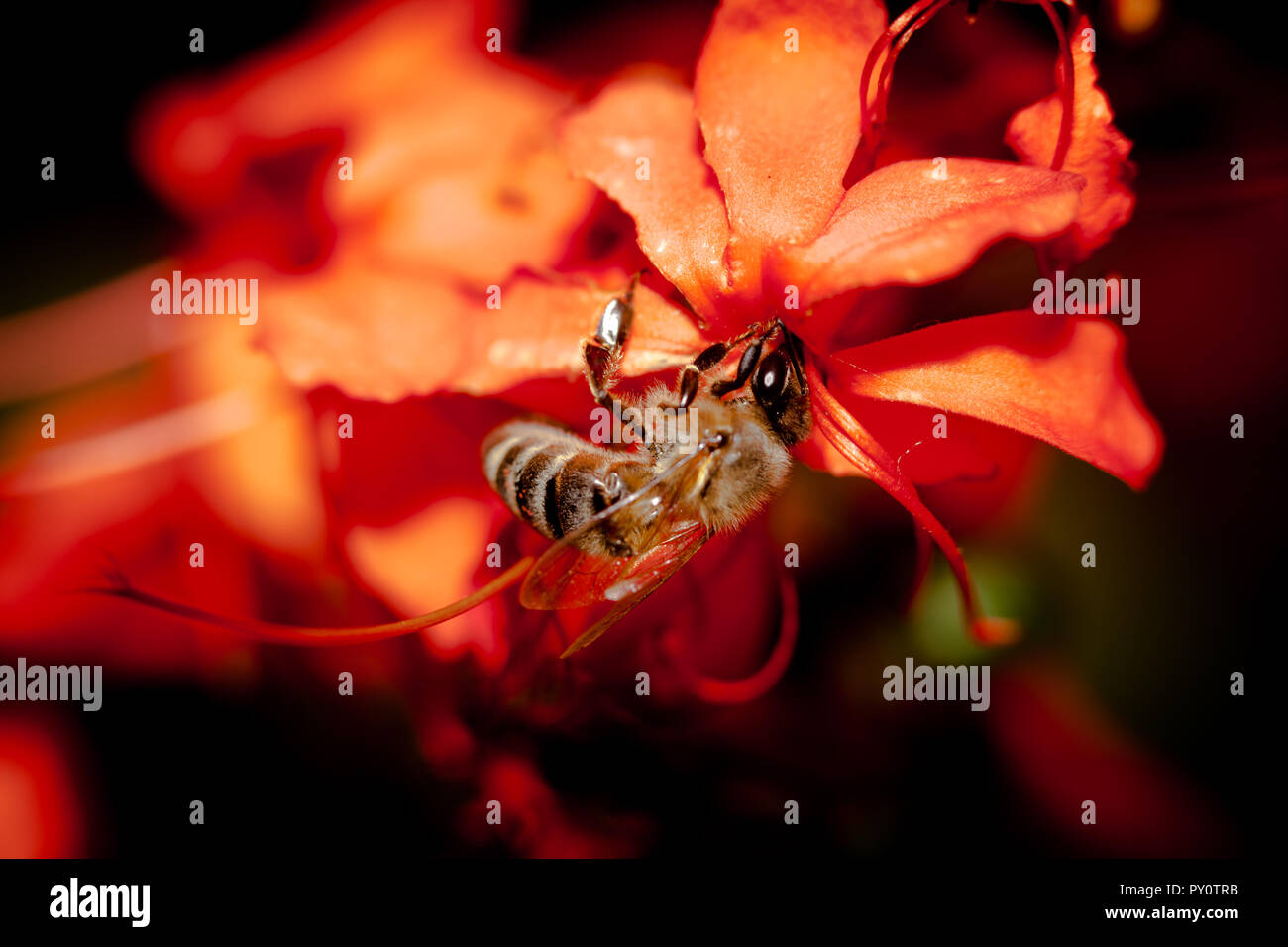 Erythrina species hi-res stock photography and images - Alamy