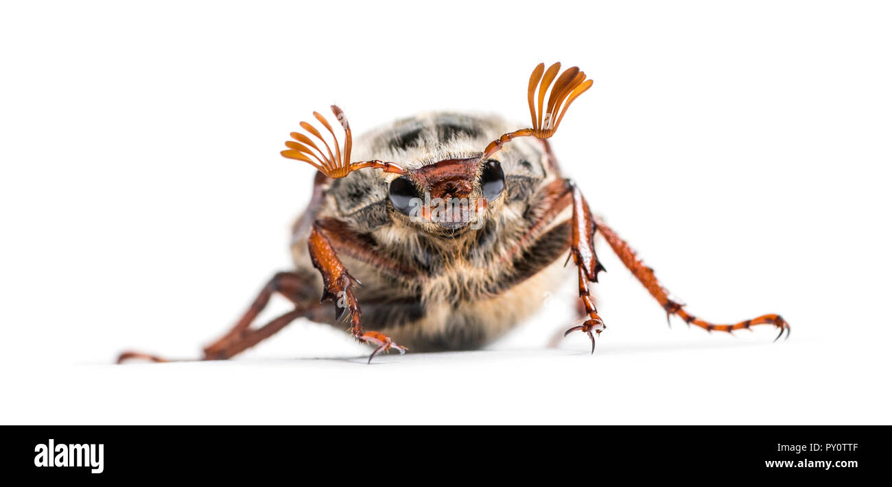 Summer chafer or European june beetle, Amphimallon solstitiale, in ...