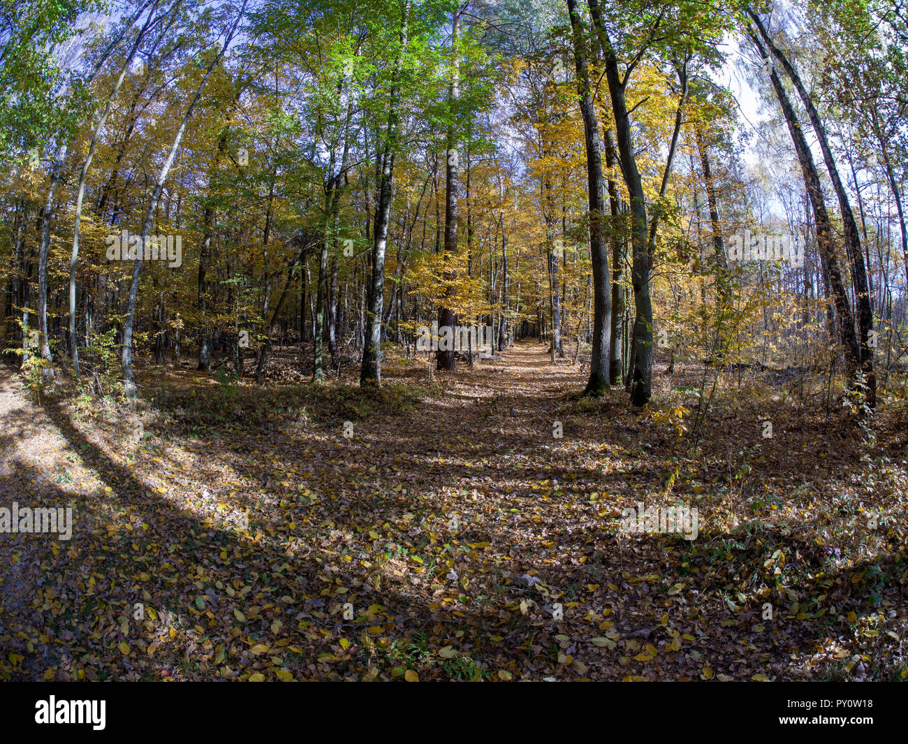 road in woods while spring to autumn transition with beautiful orange ...