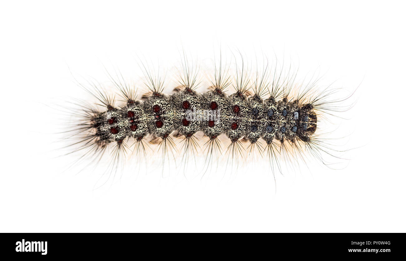 Gypsy moth larvae hi-res stock photography and images - Alamy