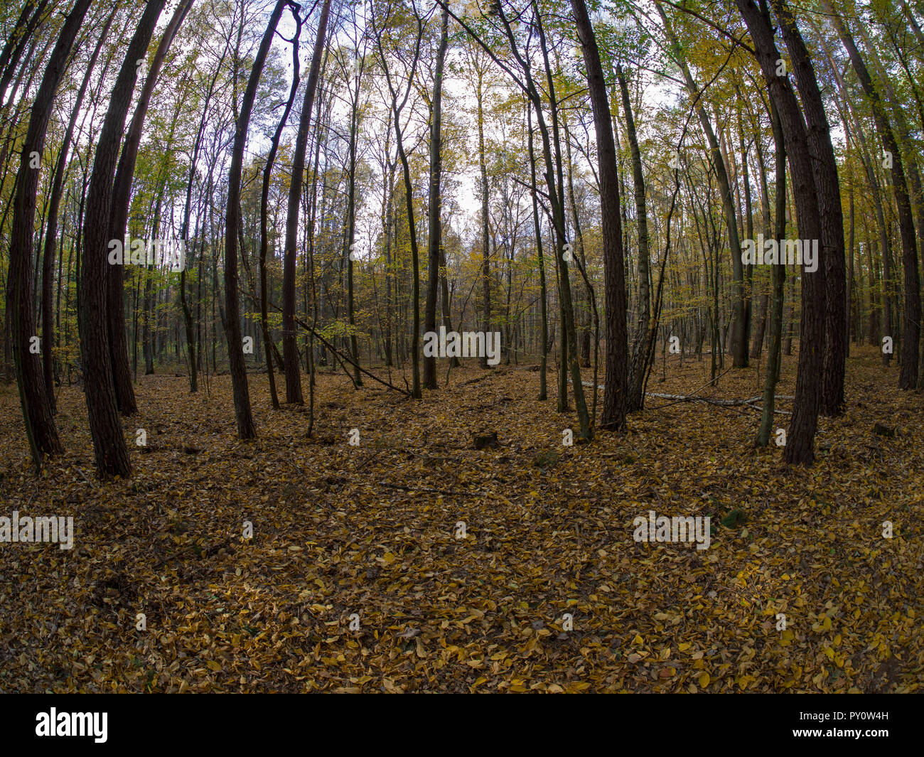 road in woods while spring to autumn transition with beautiful orange ...