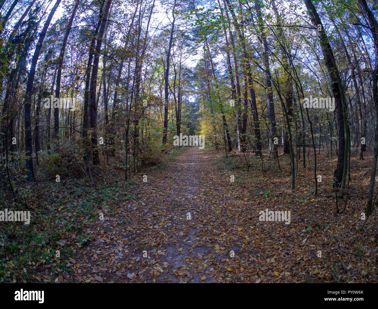 road in woods while spring to autumn transition with beautiful orange ...