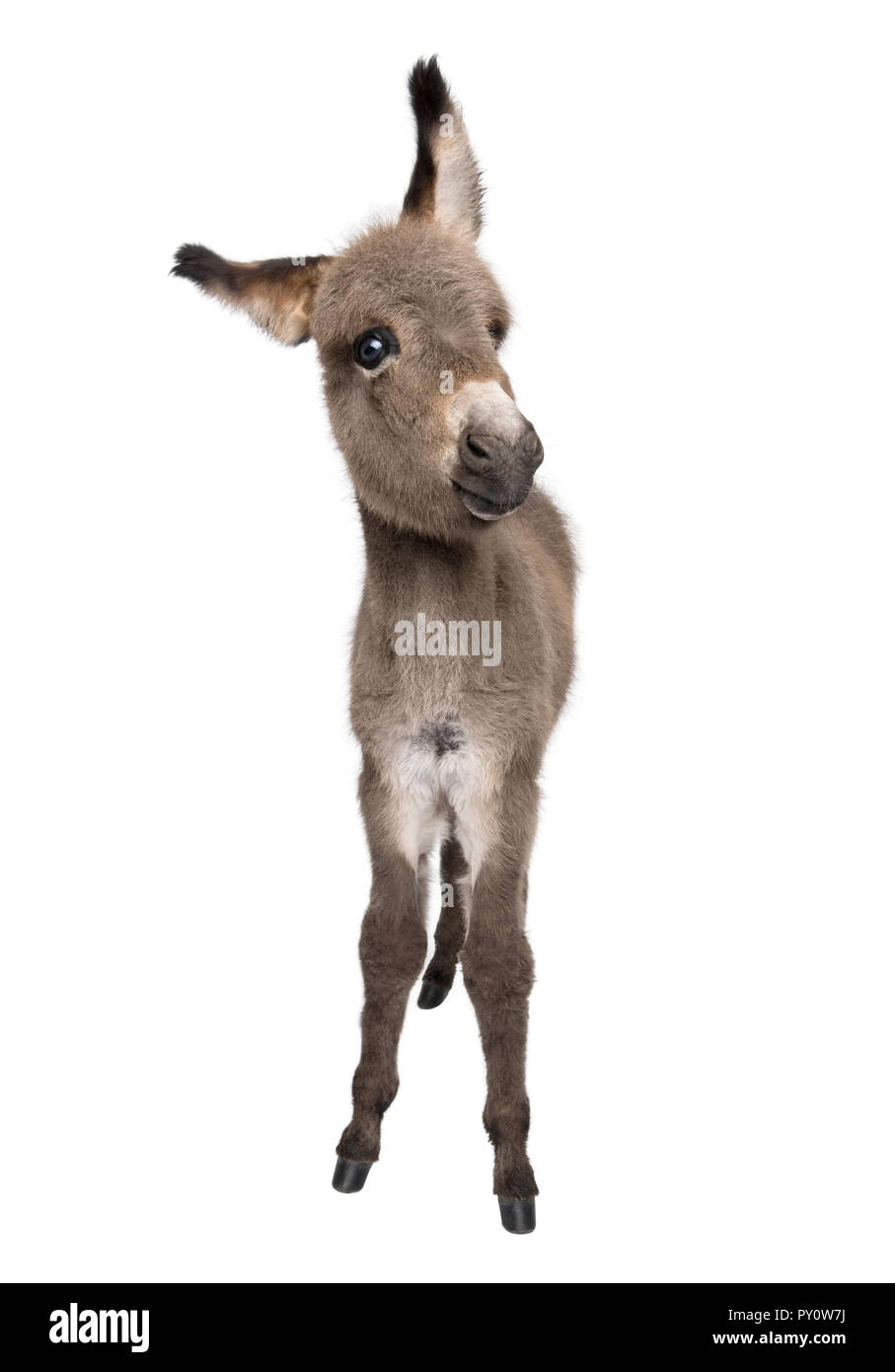 Portrait of donkey foal, 2 months old, standing against white ...