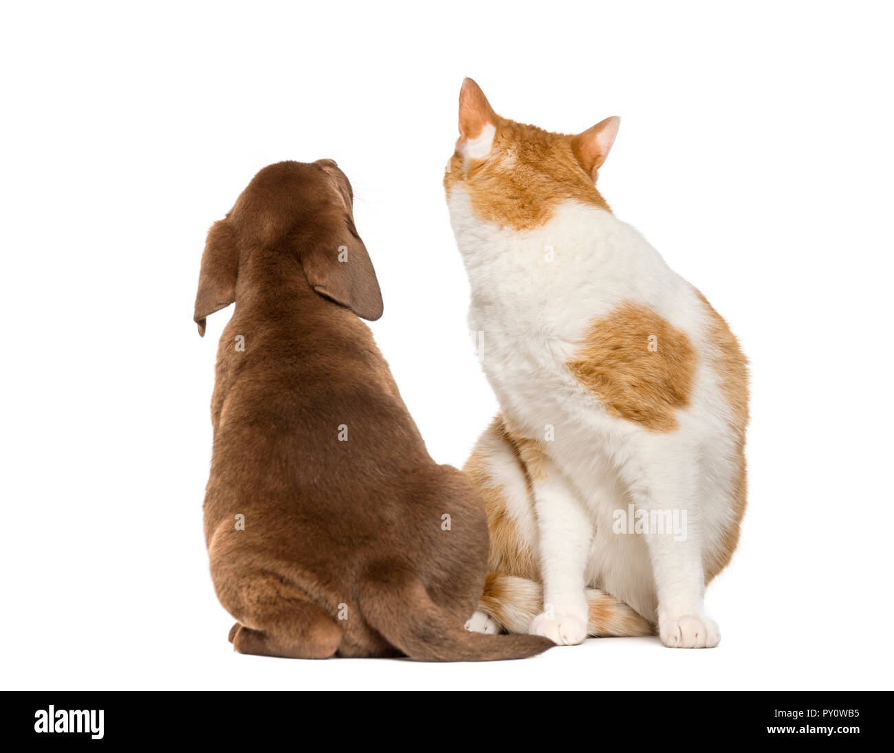 Labrador cat Cut Out Stock Images & Pictures - Alamy