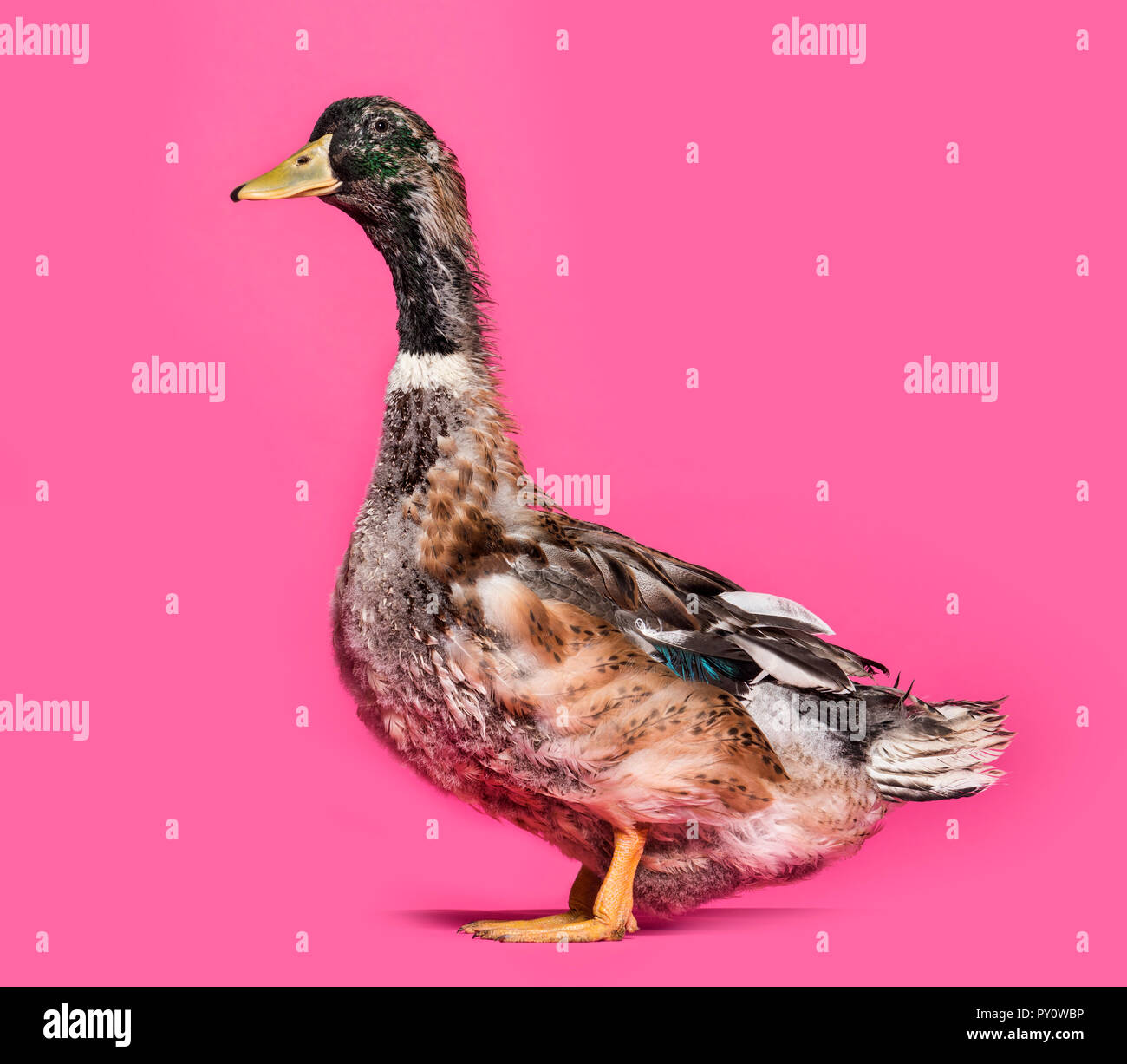 Rouen duck standing against white background Stock Photo - Alamy