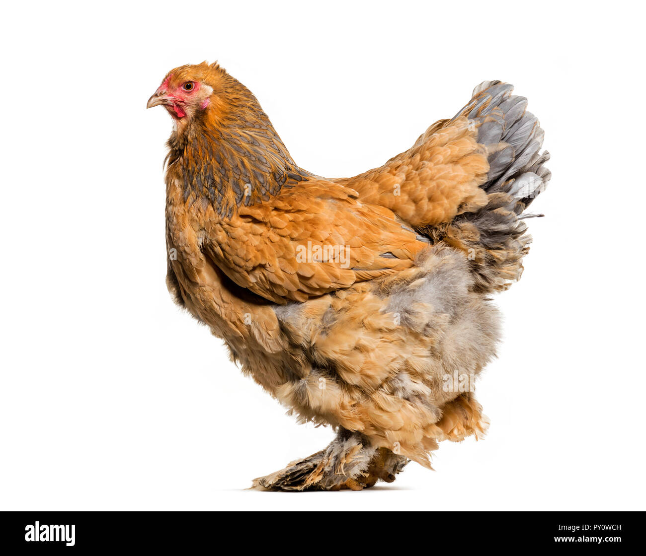 Brahma hen, standing against white background Stock Photo - Alamy