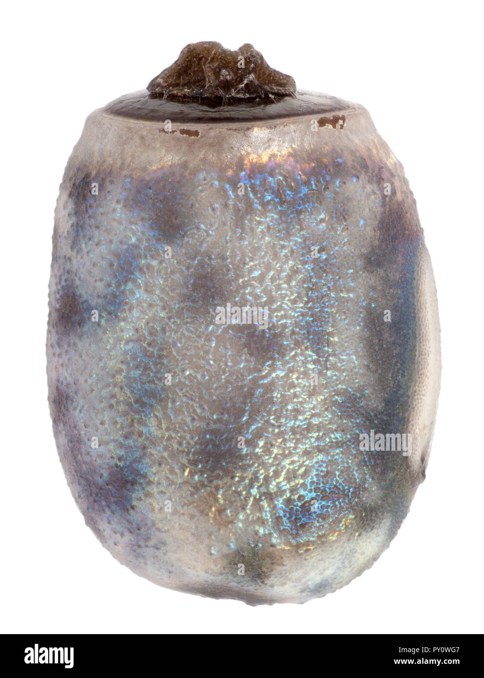 Myronides sp hi-res stock photography and images - Alamy