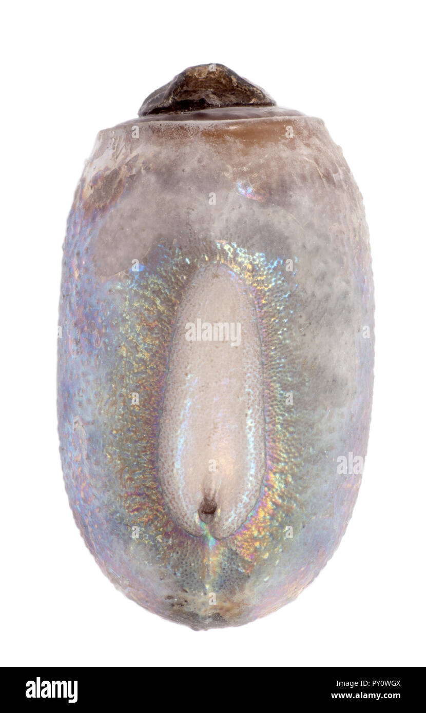 Myronides sp hi-res stock photography and images - Alamy