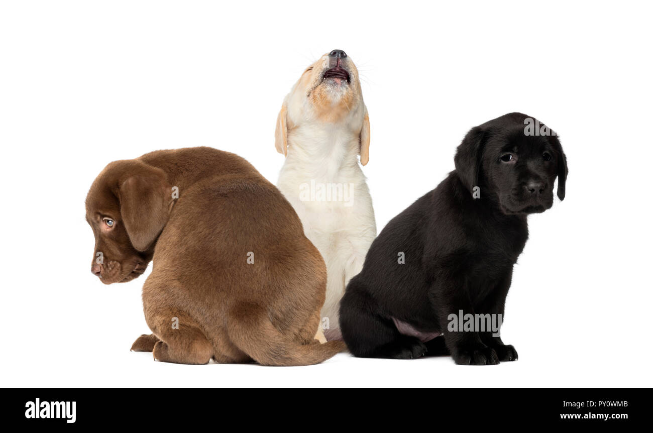 Black labrador rear view Cut Out Stock Images & Pictures - Alamy