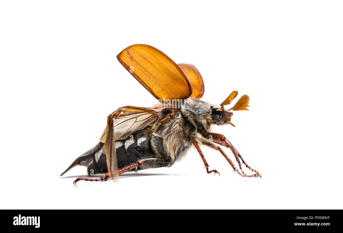 Summer chafer or European june beetle, Amphimallon solstitiale, in ...