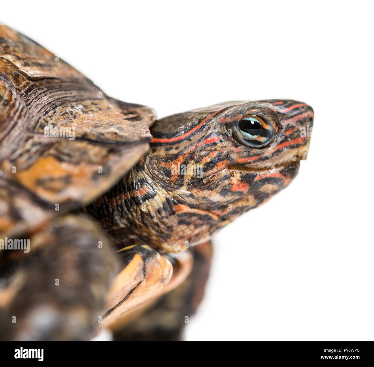 Wood turtle hi-res stock photography and images - Alamy