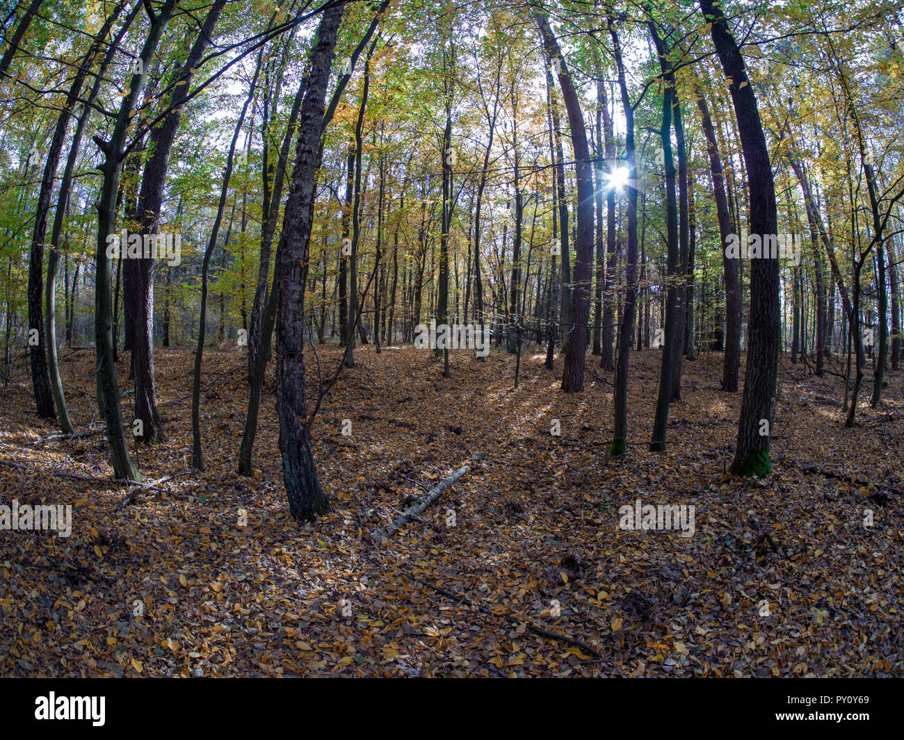 road in woods while spring to autumn transition with beautiful orange ...