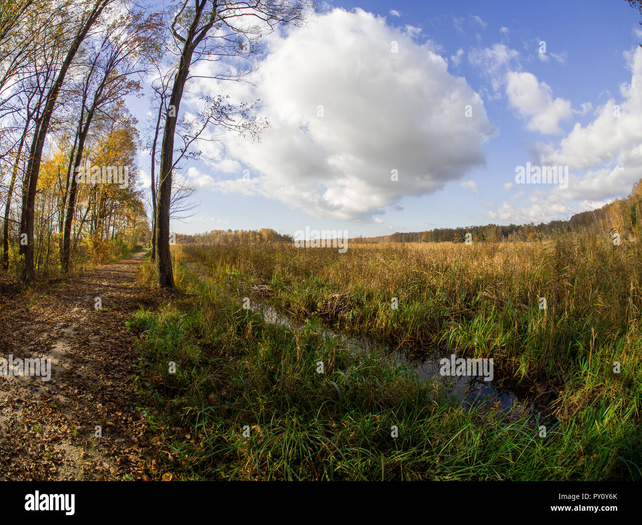 road in woods while spring to autumn transition with beautiful orange ...