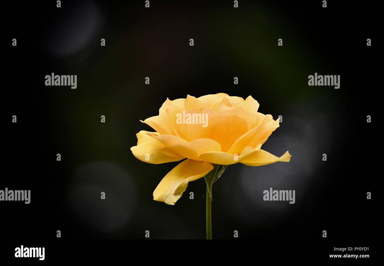 Single yellow rose hi-res stock photography and images - Alamy