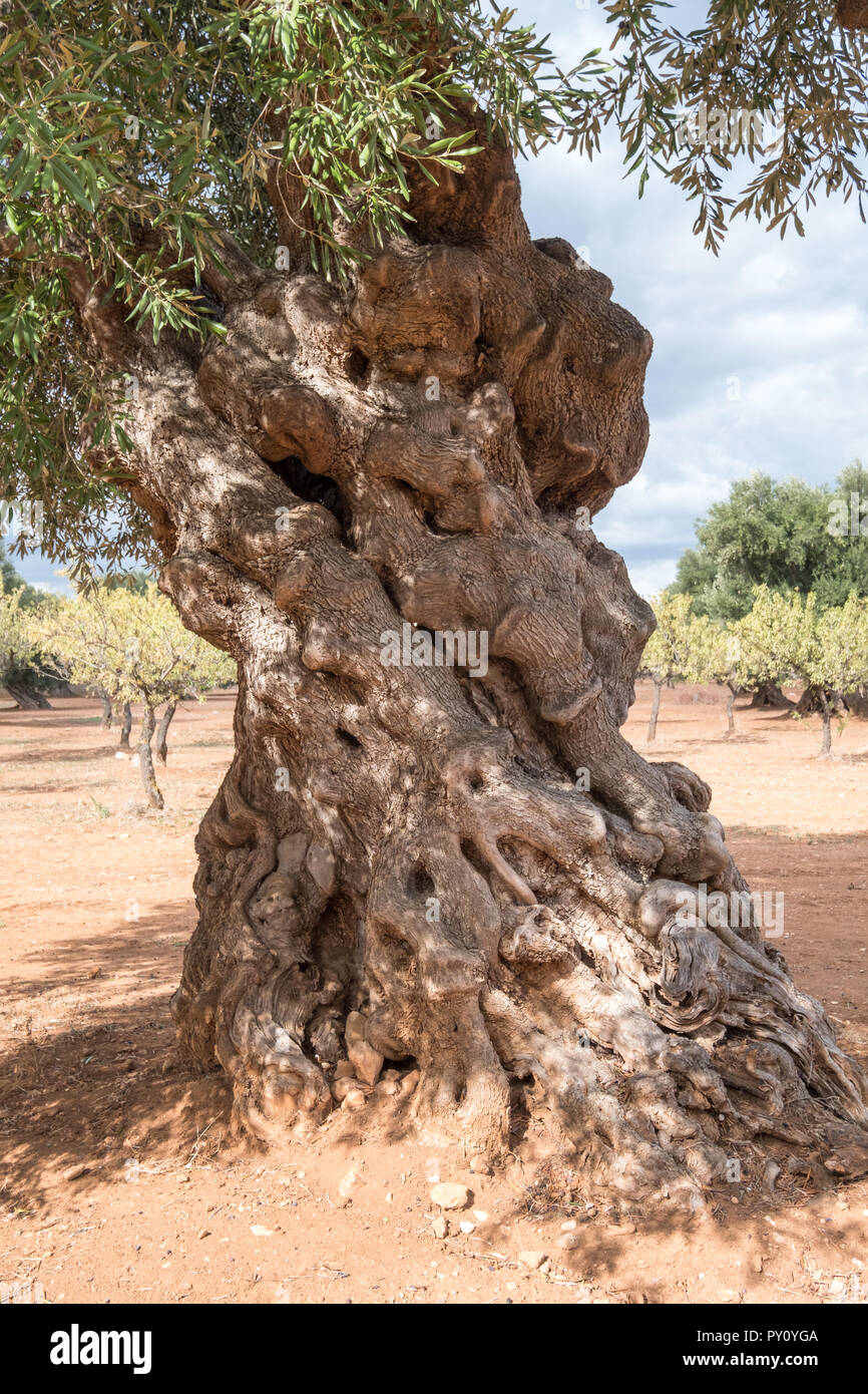 Old, gnarled olive trees in a field near Alberobello in Puglia, South ...
