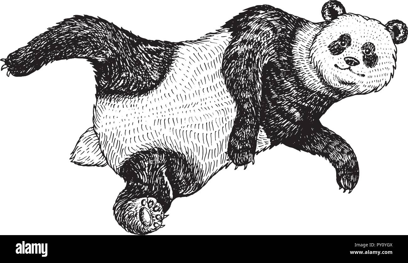 Giant Panda Drawing