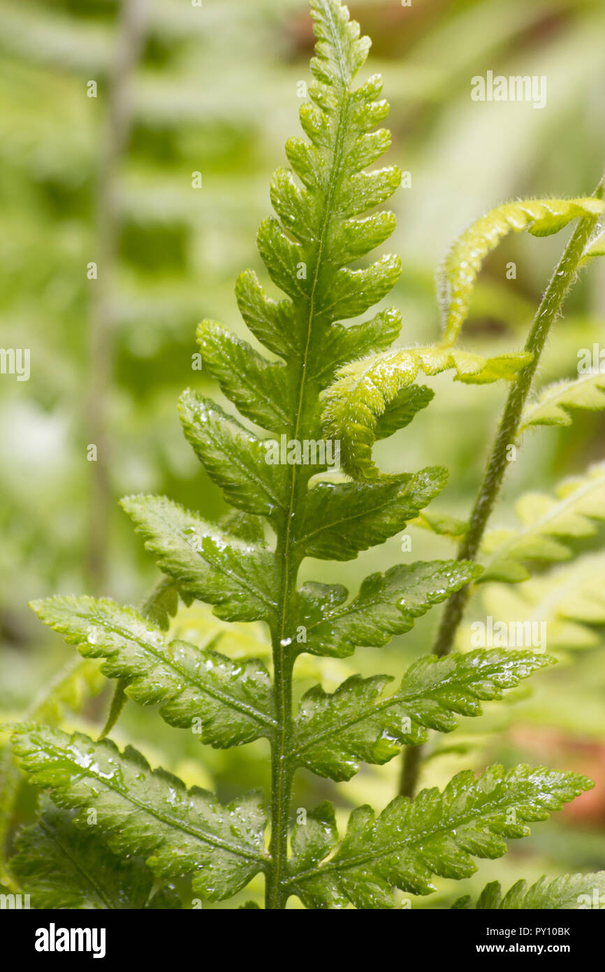 Fern leaf plant on a natural background Stock Photo - Alamy