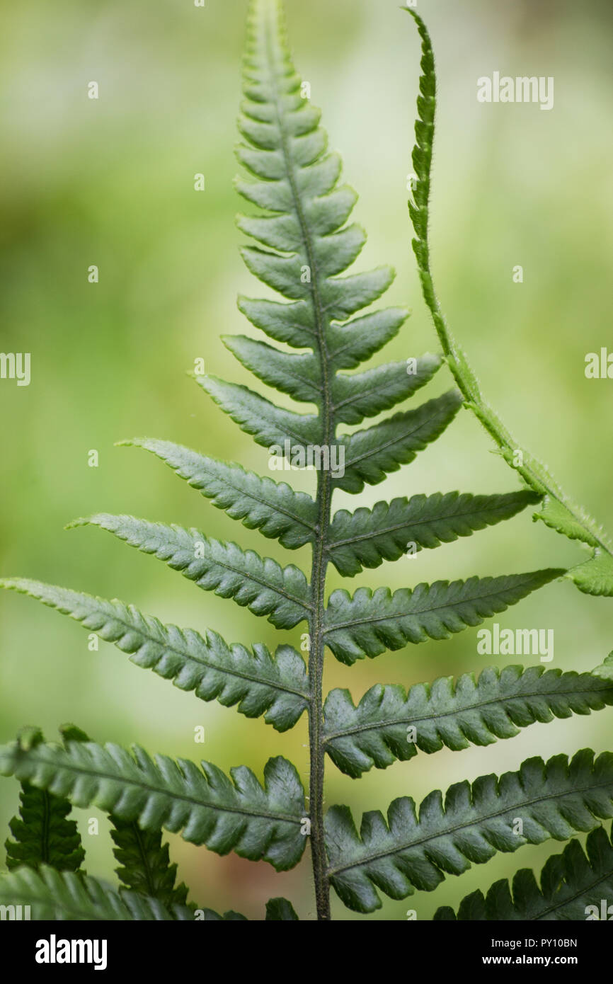 Fern leaf plant on a natural background Stock Photo - Alamy