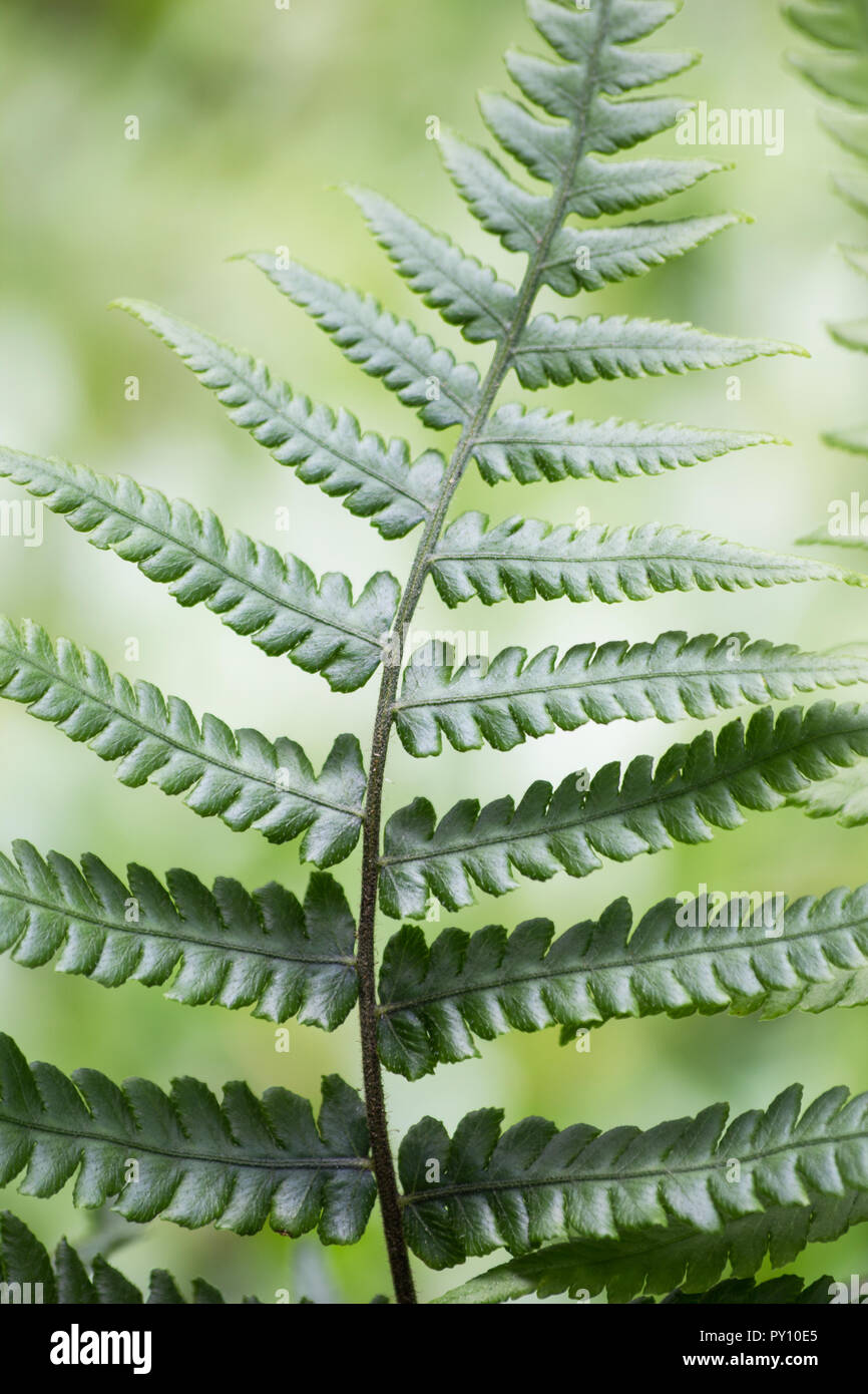Fern leaf plant on a natural background Stock Photo - Alamy