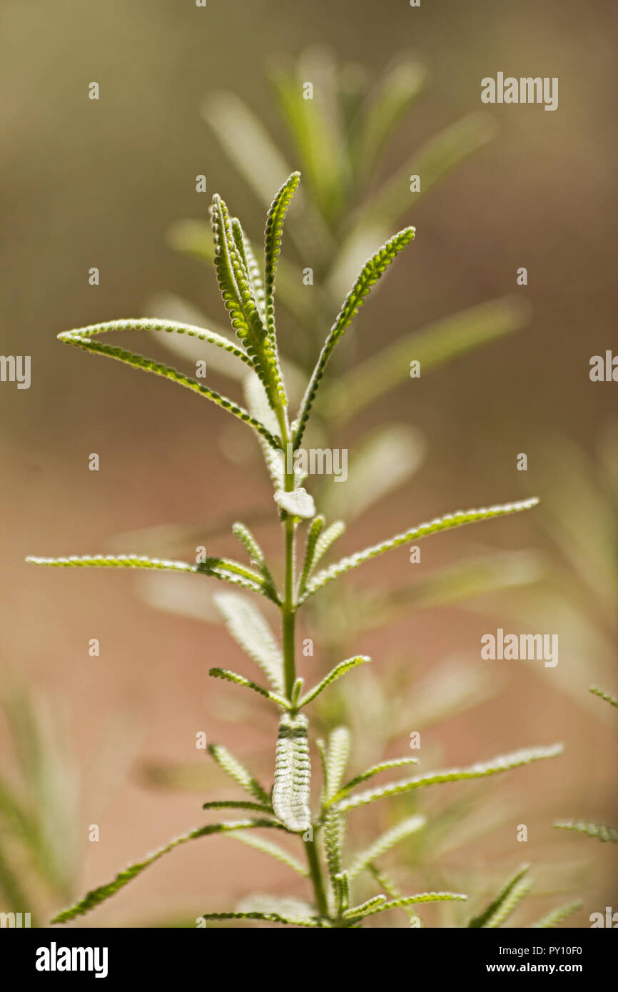 Sprig lavender hi-res stock photography and images - Alamy