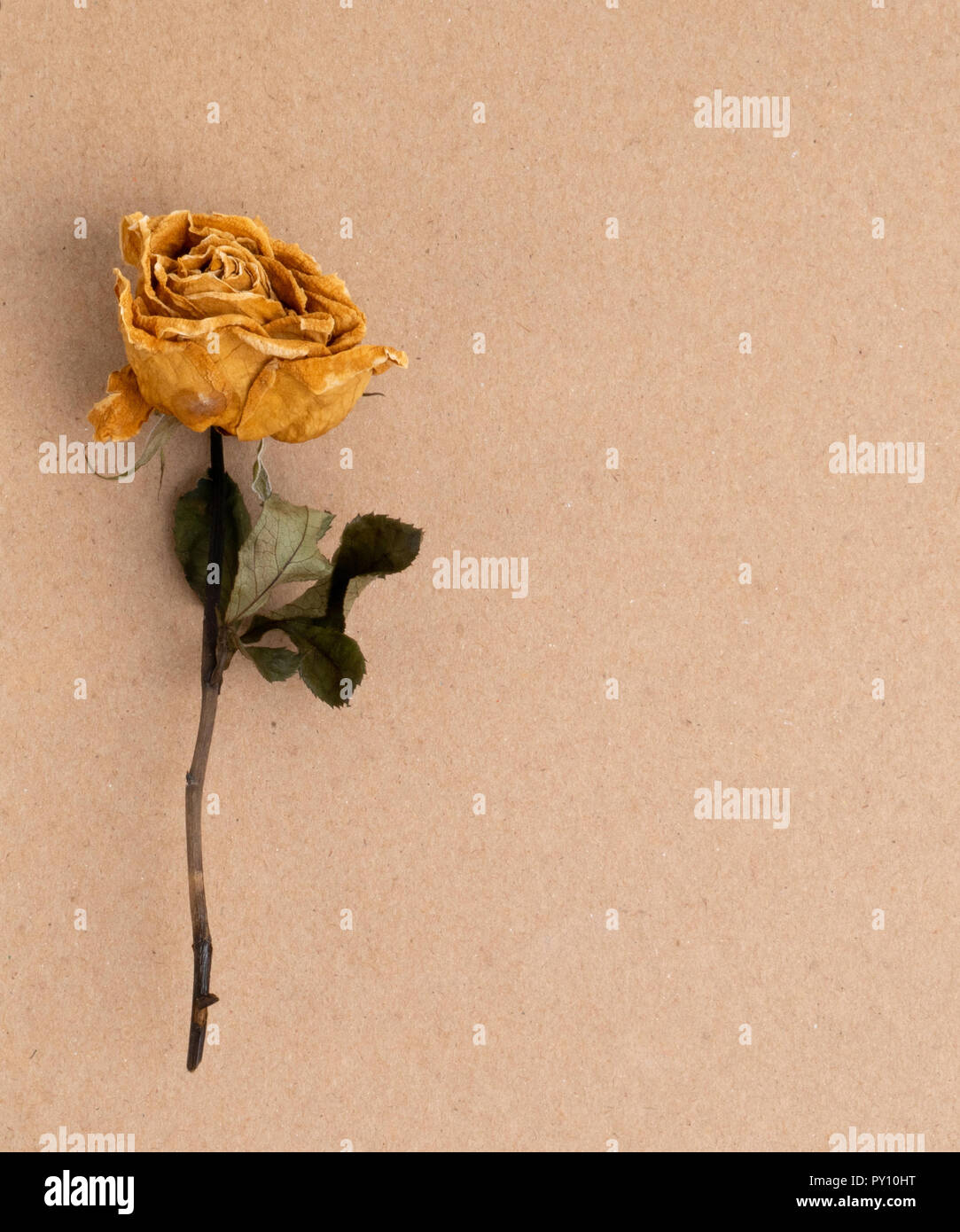 dried rose flower on brown paper colour Stock Photo - Alamy
