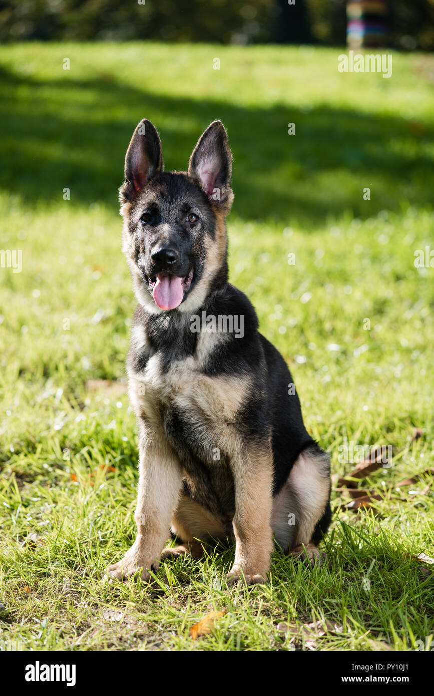 Shepherd sit on grass with tongue out Stock Photo - Alamy