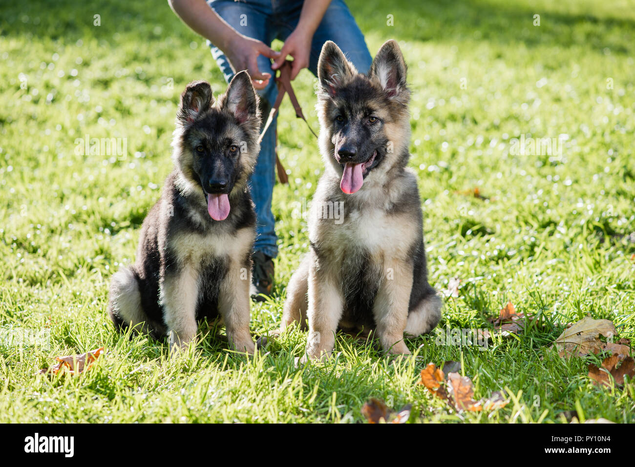 Two twins similar shepherd puppy pets dogs Stock Photo - Alamy