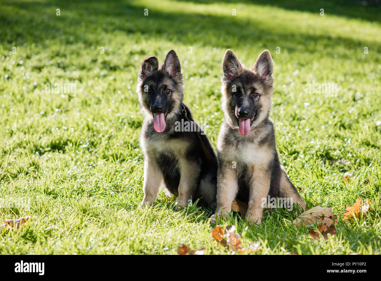 Cute shepherd puppies posing on the grass Stock Photo - Alamy