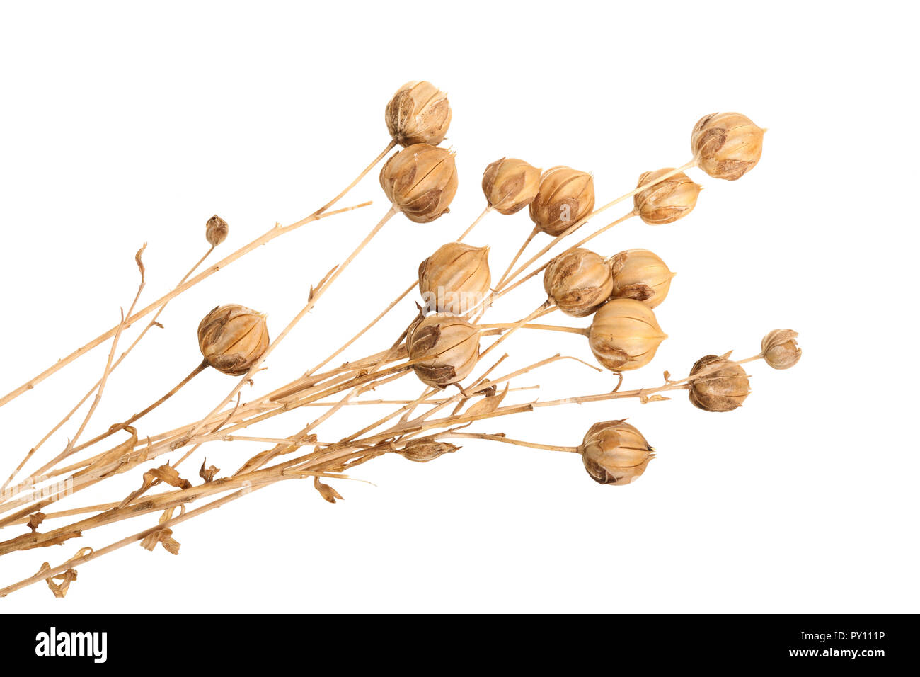 Boxes of ripe flax seed isolated on white background Stock Photo - Alamy