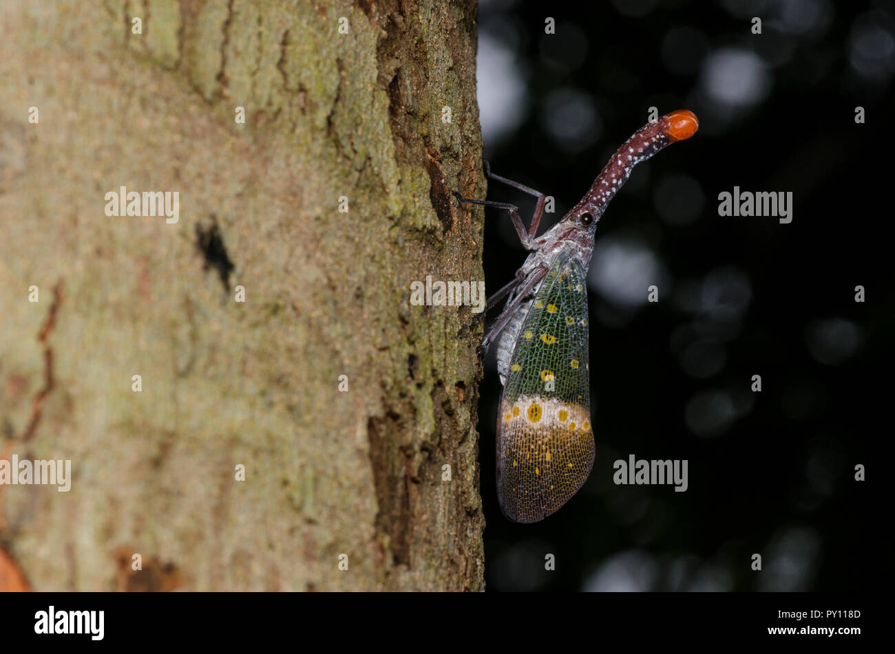 Lanternfly hi-res stock photography and images - Alamy