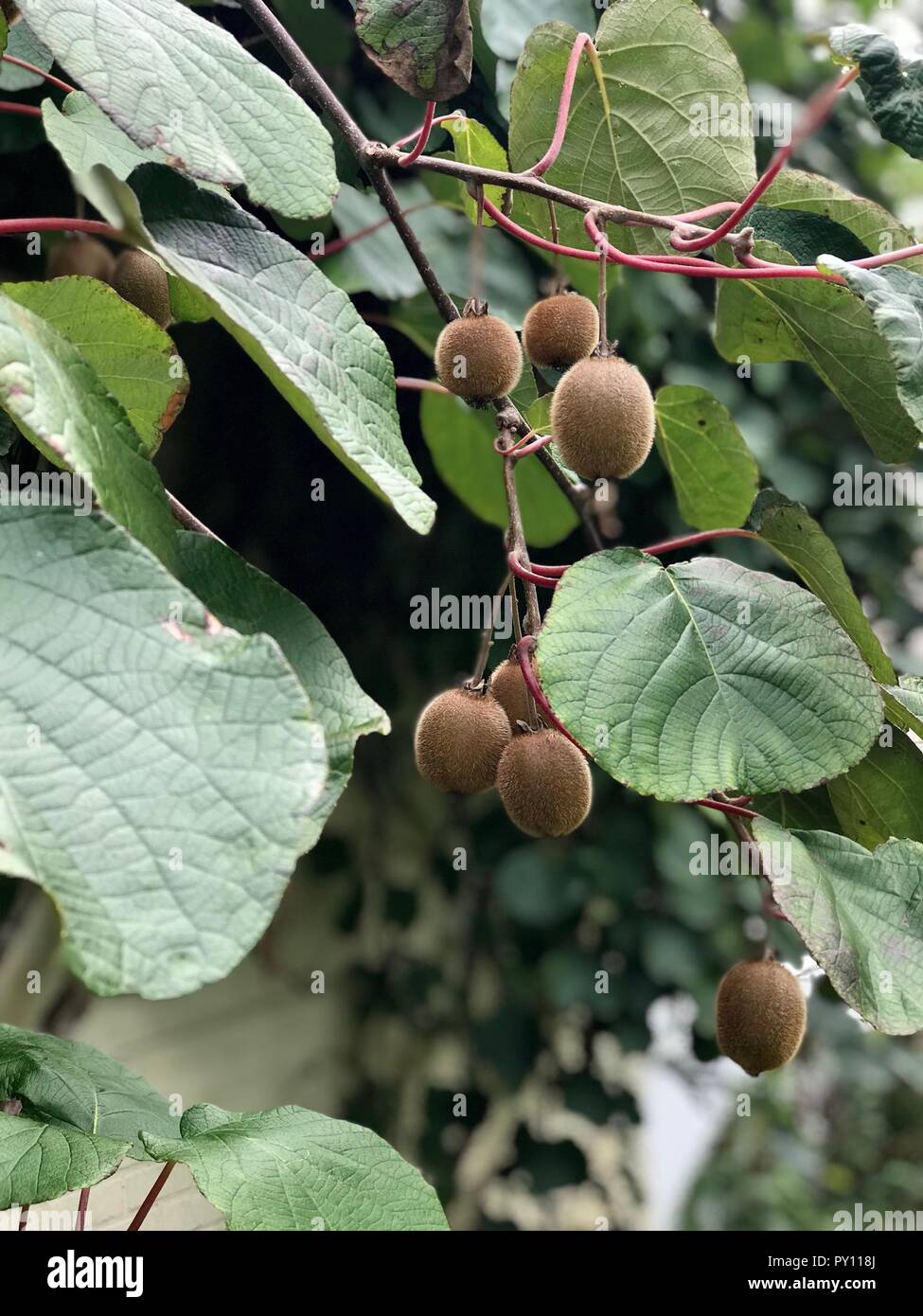 Kiwi fruit growing on a kiwi tree, Belgium Stock Photo - Alamy