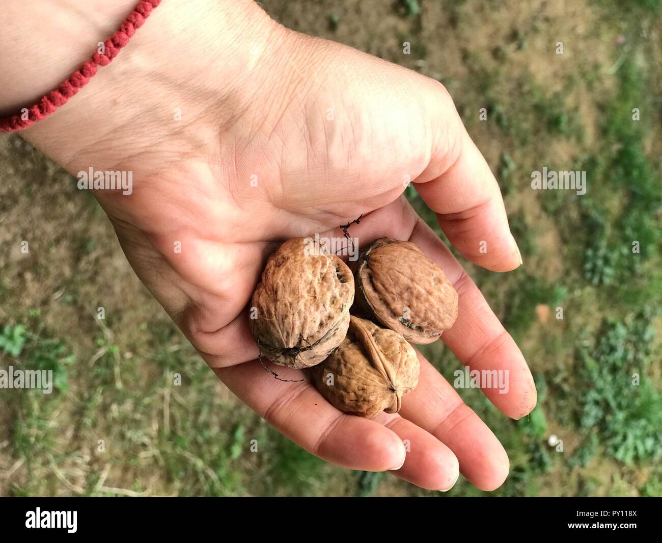 Woman's hand holding walnuts Stock Photo - Alamy
