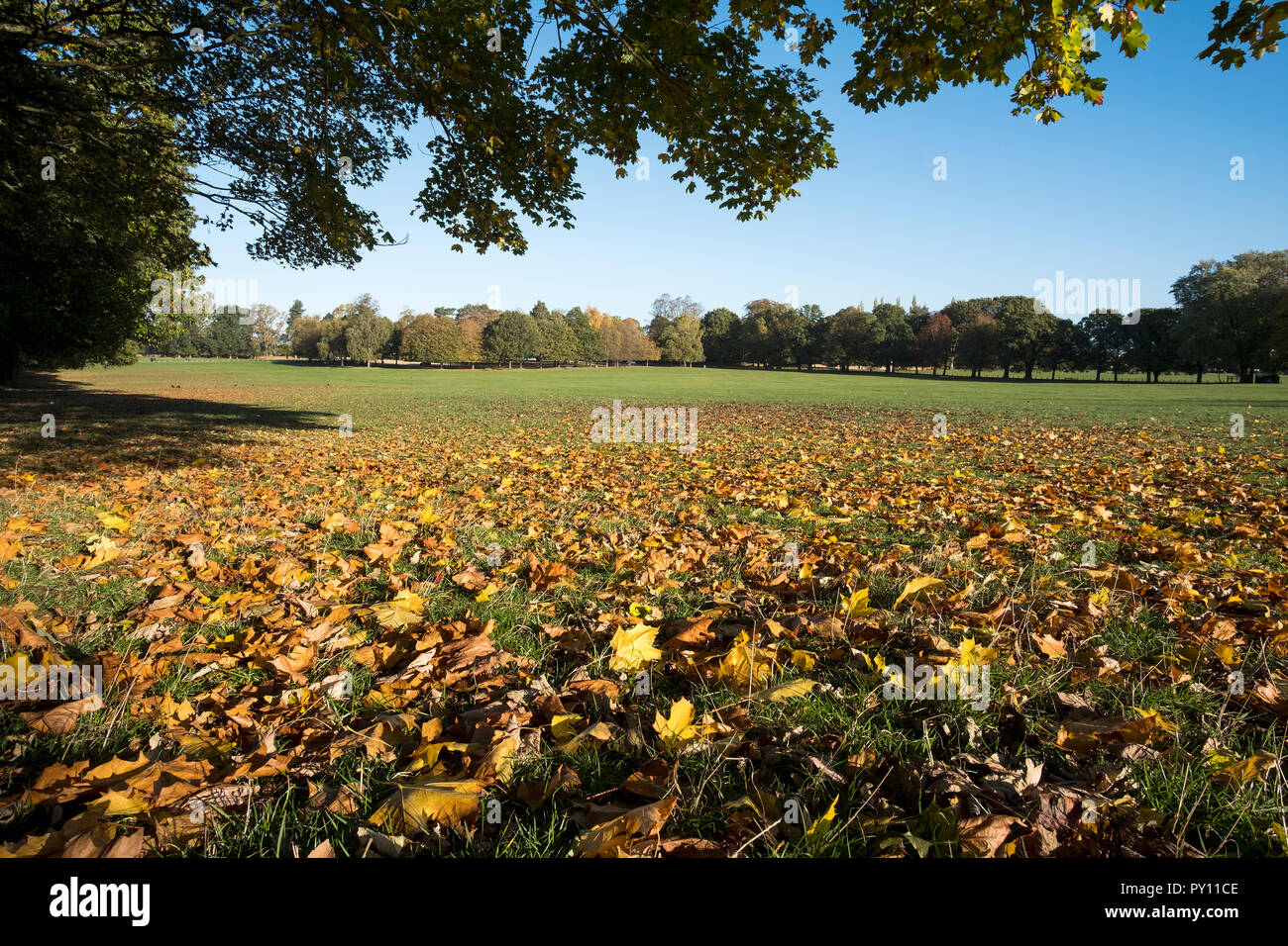 Autumn in Wollaton Park, Nottingham, UK Stock Photo - Alamy