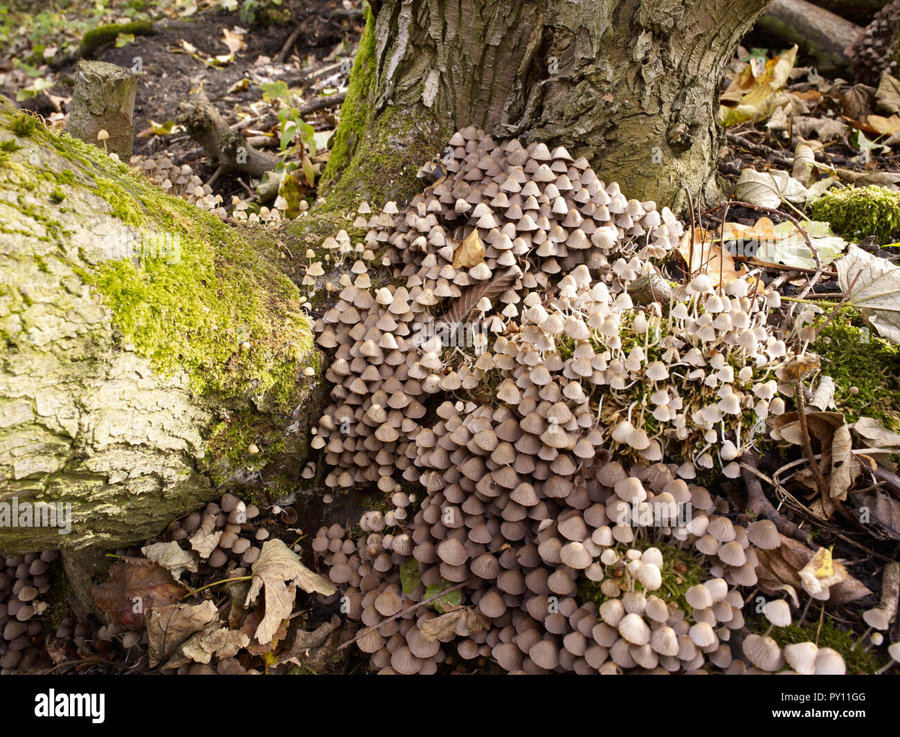 Fairy ink-cap mass and tree-stump in autumn woodland Stock Photo - Alamy