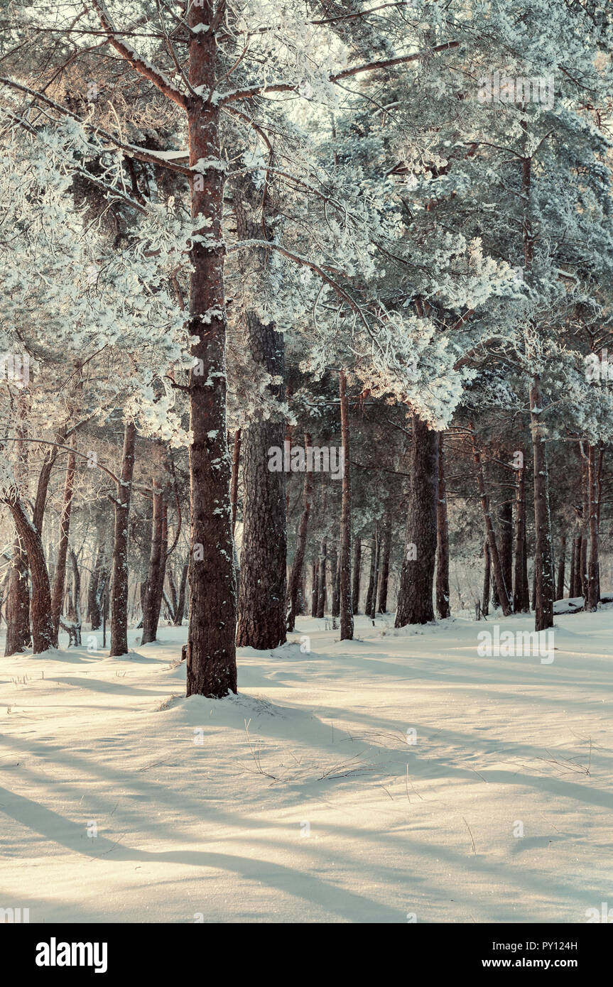Winter forest landscape with winter frosty trees in winter sunset Stock ...